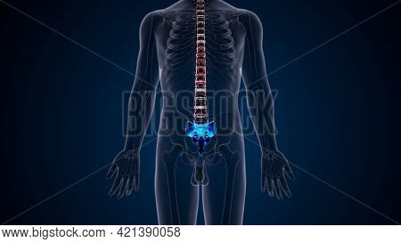 Human Skeleton Image & Photo (Free Trial) | Bigstock