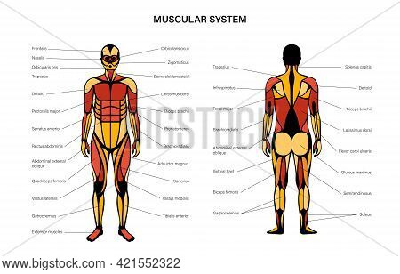 เวกเตอร์และภาพถ่าย (ทดลองใช้ฟรี) | Bigstock