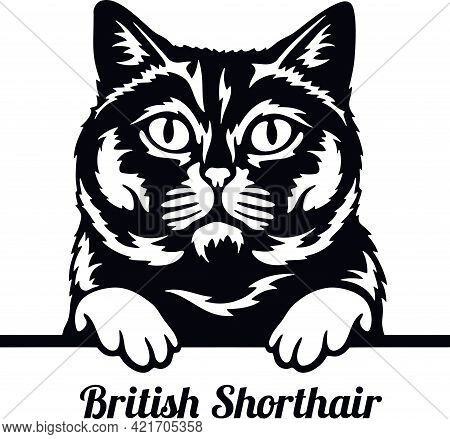 British Shorthair Cat Vector & Photo (Free Trial) | Bigstock