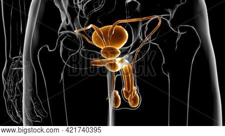 Male Reproductive Image & Photo (Free Trial) | Bigstock