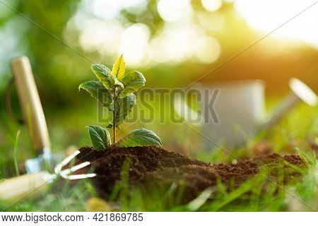 Green Plant Growing Image & Photo (Free Trial) | Bigstock