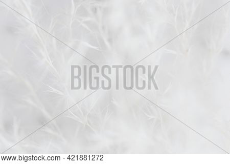 Dry Grass White Faded Image & Photo (Free Trial) | Bigstock