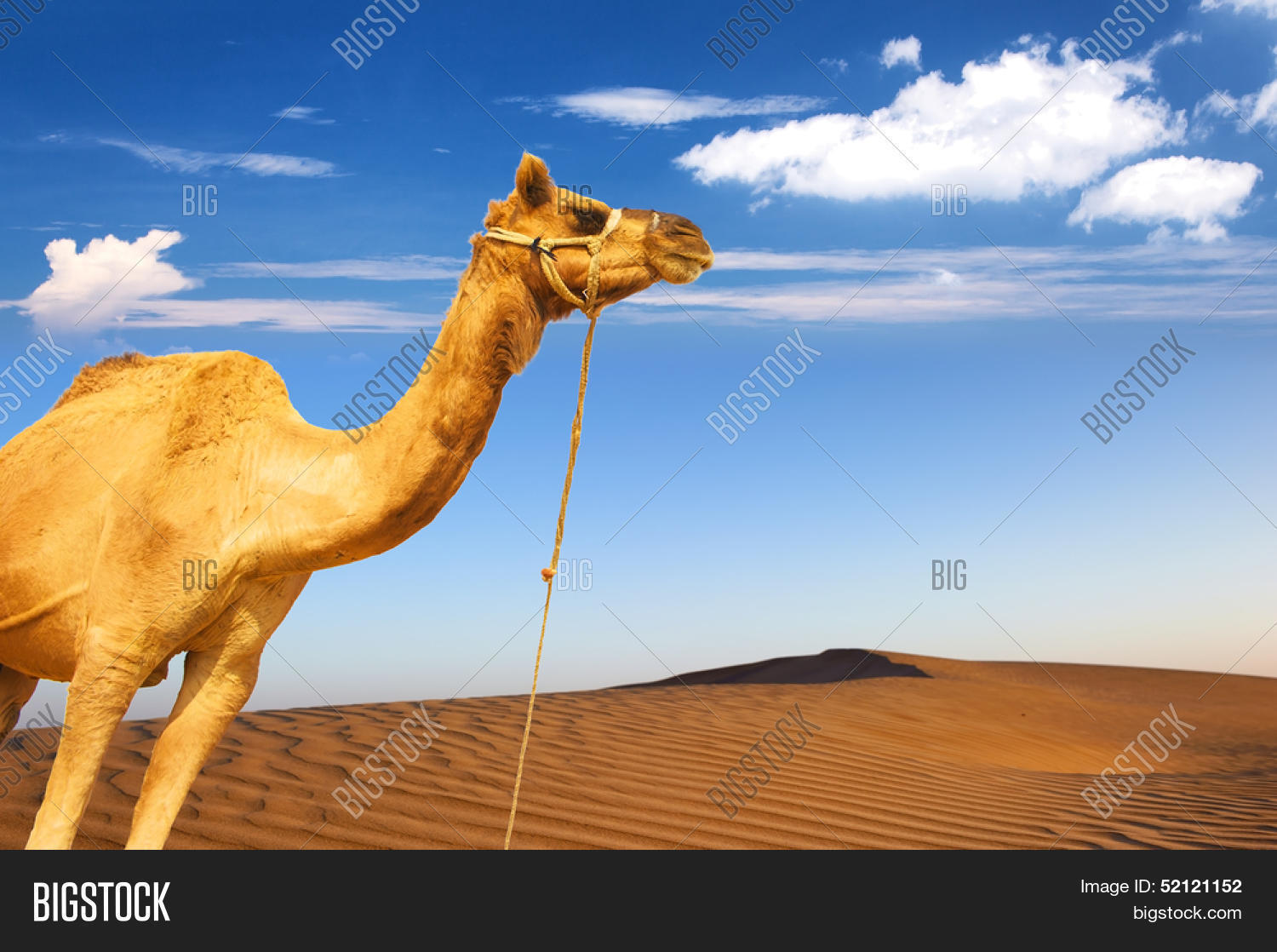 Camel Desert Sand Image & Photo (Free Trial) | Bigstock