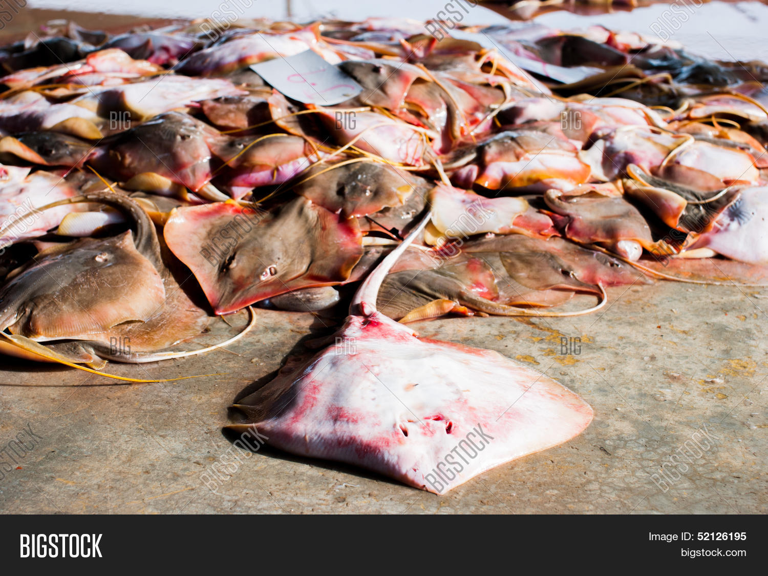 Ray Fish Image & Photo (Free Trial) | Bigstock