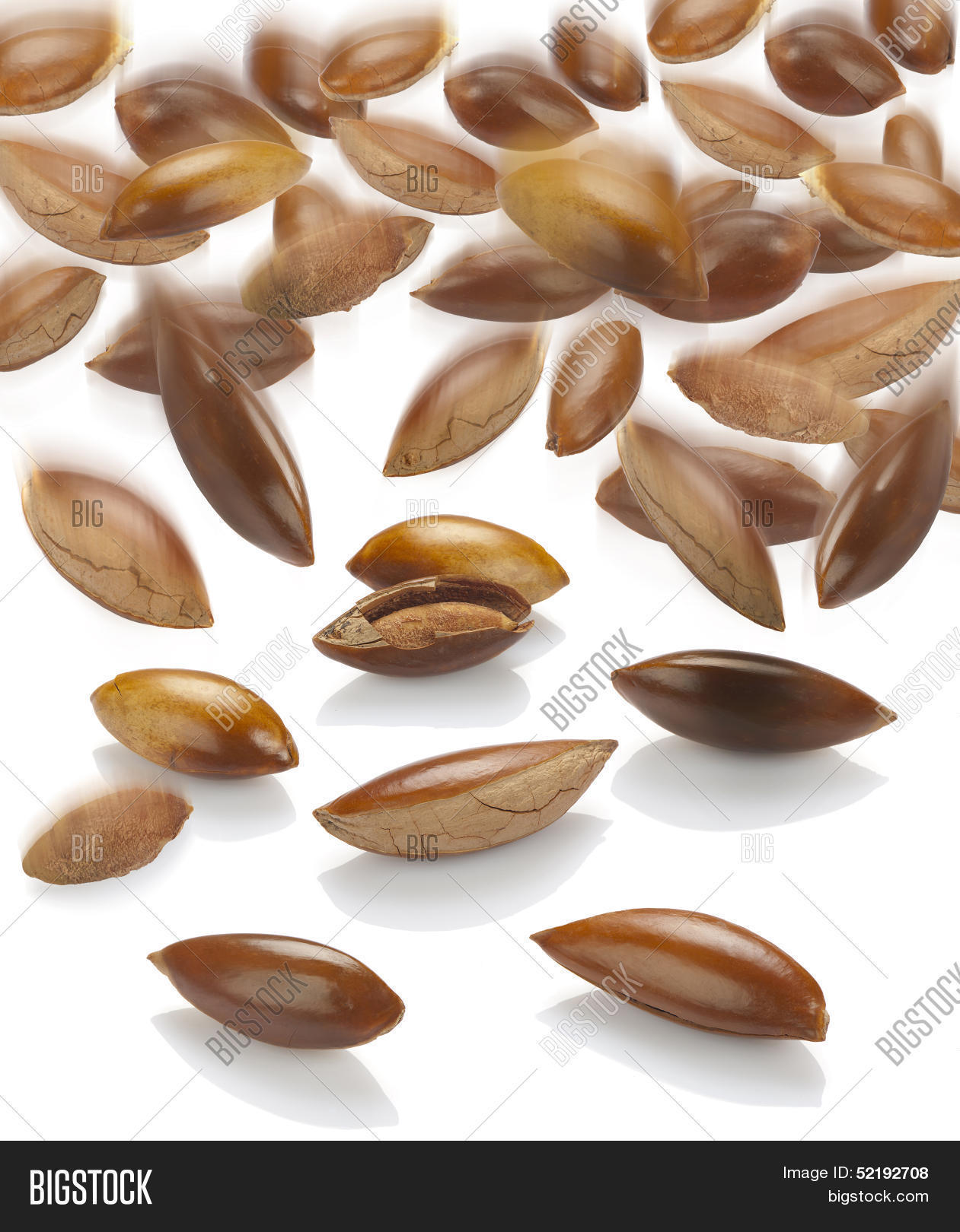 Seeds Sapote On White Image & Photo (Free Trial) | Bigstock