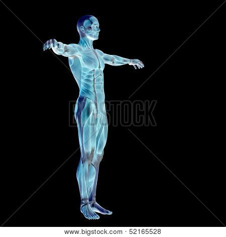 3D Human Man Muscles Image & Photo (Free Trial) | Bigstock
