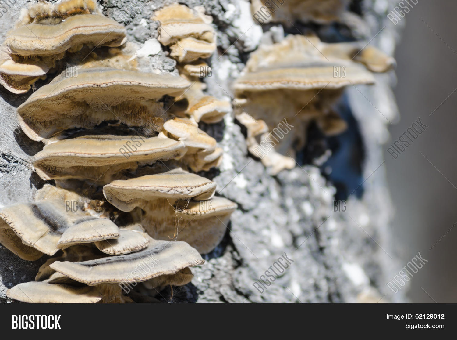 Build- Fungus On Old Image & Photo (Free Trial) | Bigstock