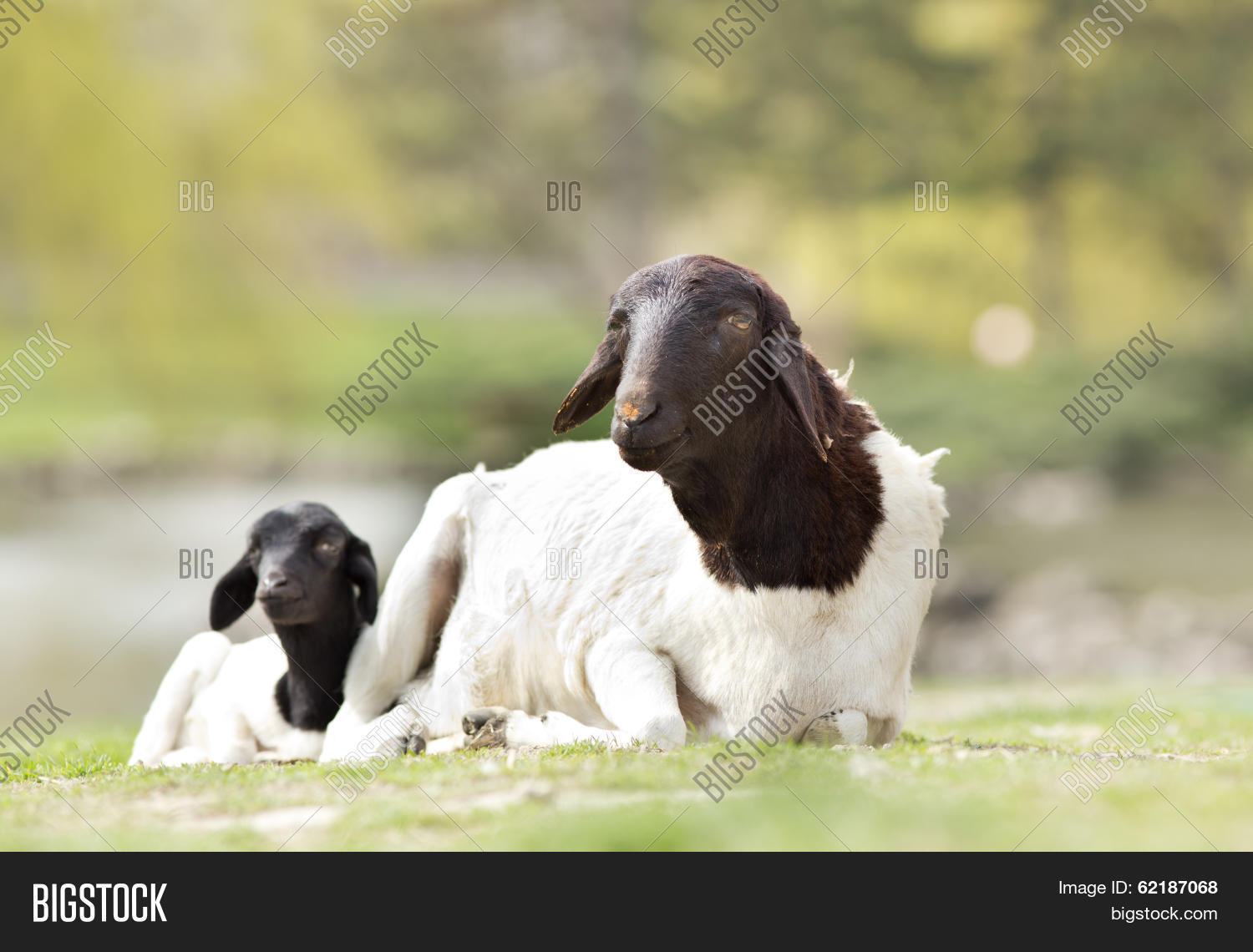 Blackhead Persian Image & Photo (Free Trial) | Bigstock