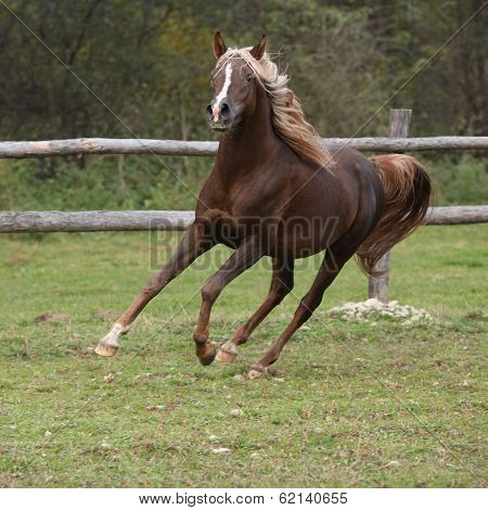 Mane Flying Images, Illustrations & Vectors (Free) - Bigstock