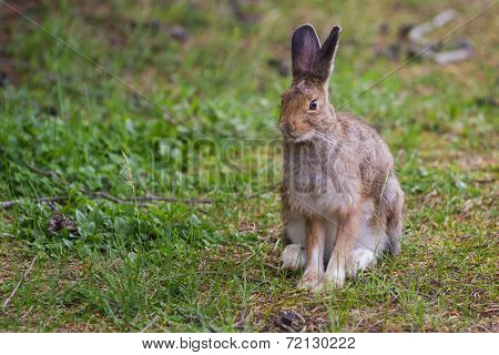Wild Hare Image & Photo (Free Trial) | Bigstock