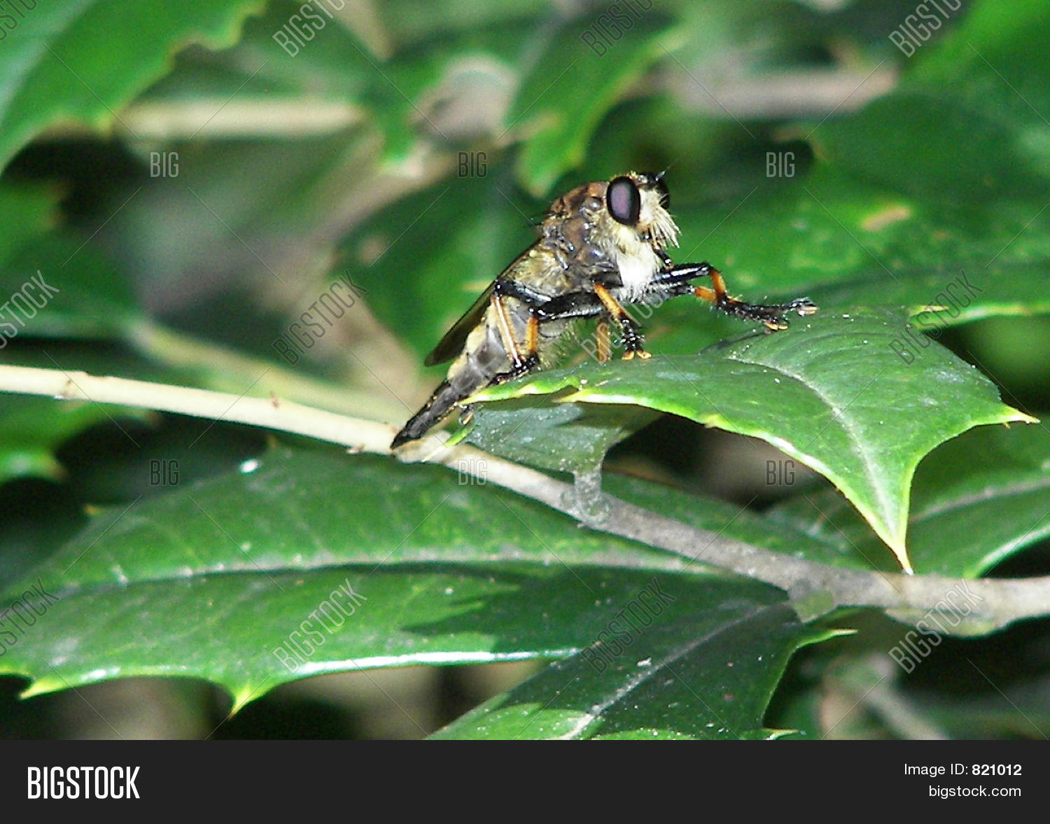 Bearded Robber Fly Image & Photo (Free Trial) | Bigstock