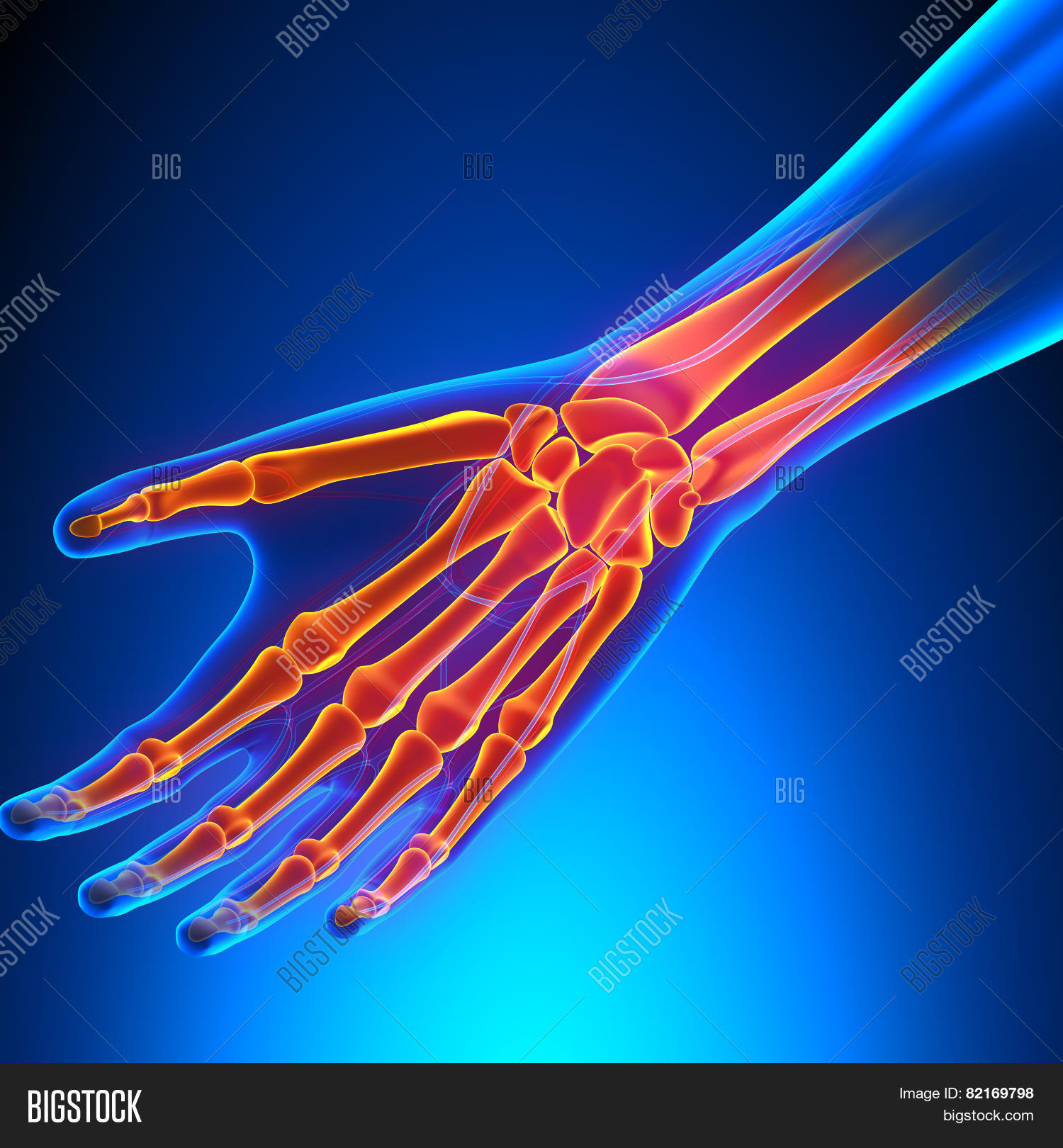 Wrist Anatomy Image & Photo (Free Trial) | Bigstock