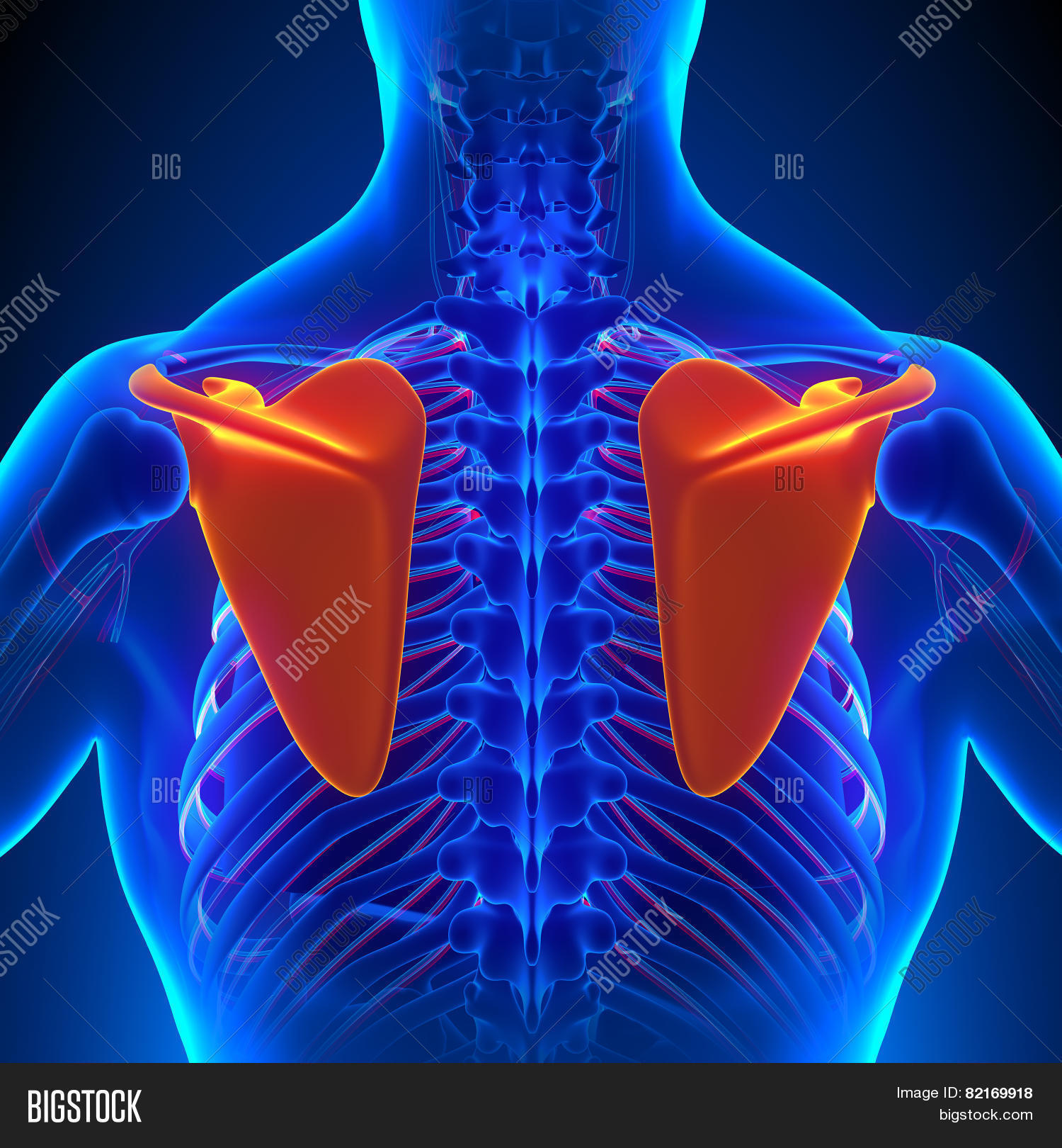 Scapula Bone Anatomy Image & Photo (Free Trial) | Bigstock