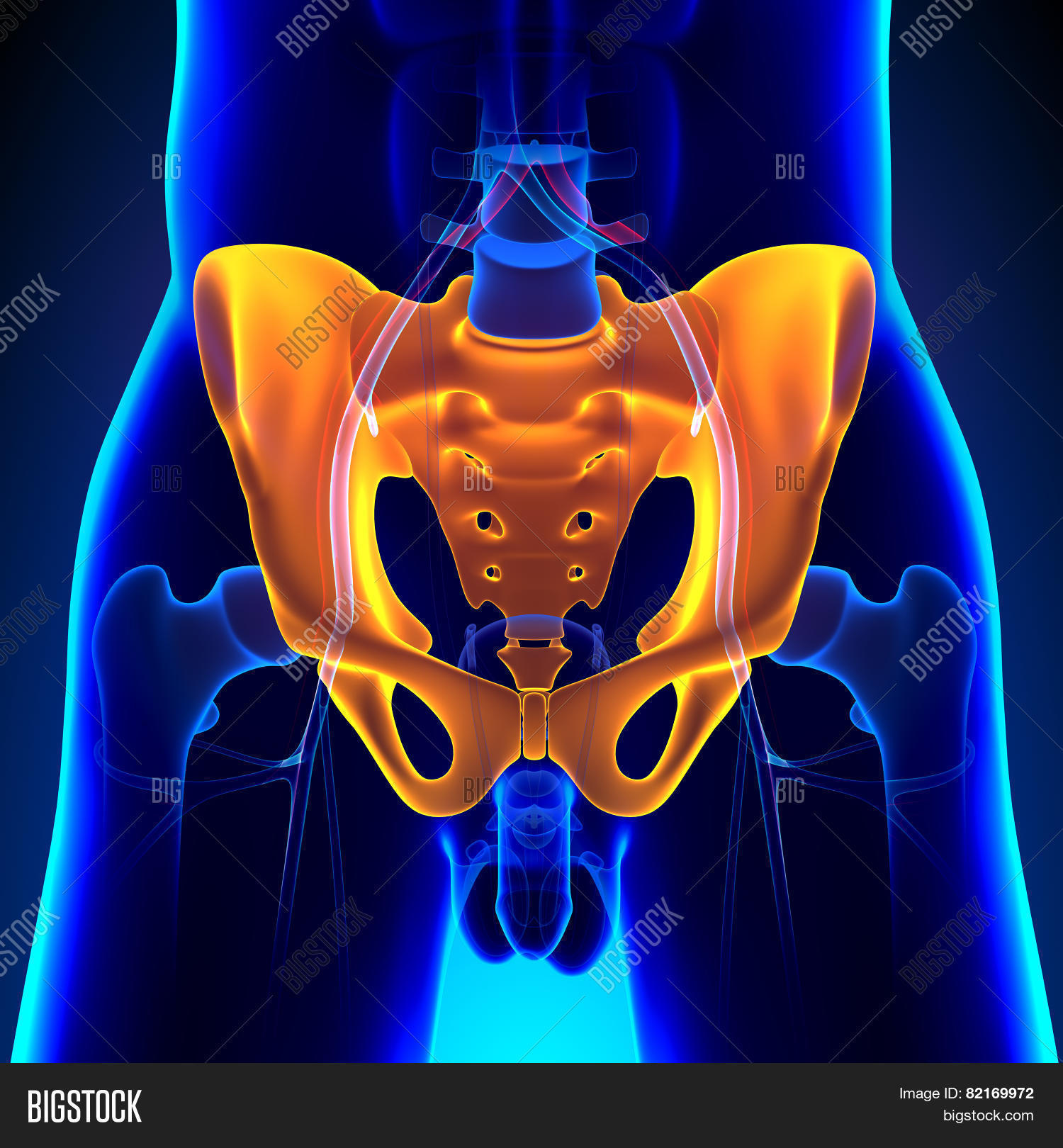 Hip Pelvic Sacrum Bone Image & Photo (Free Trial) | Bigstock