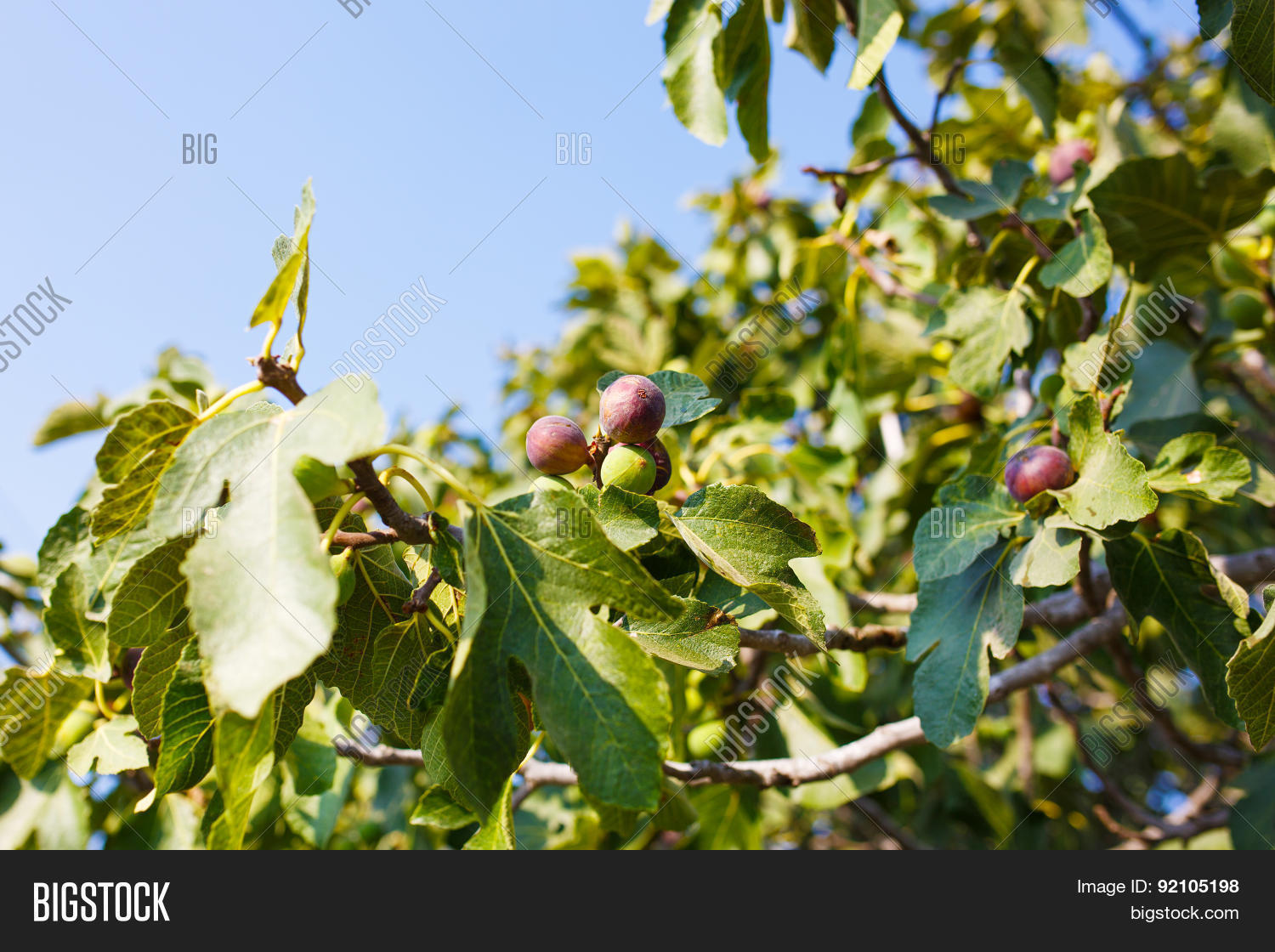Figs On Branch Fig Image & Photo (Free Trial) | Bigstock