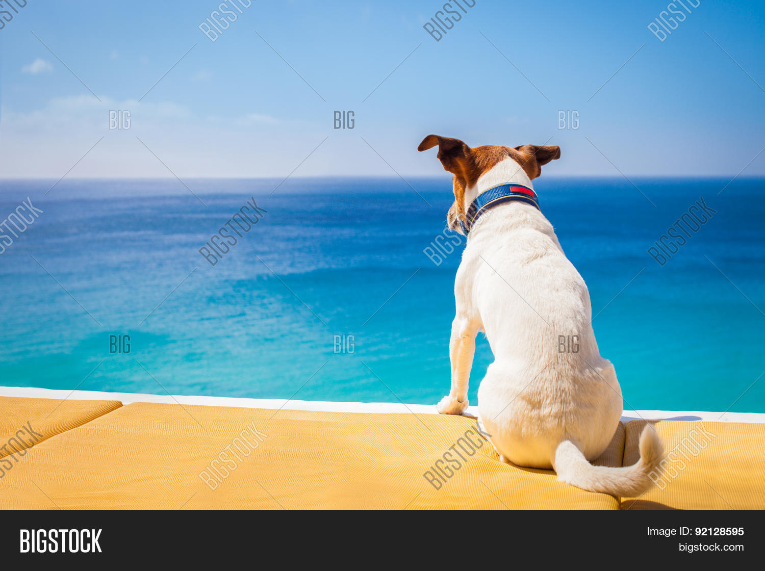 Dog Relaxing Image & Photo (Free Trial) | Bigstock