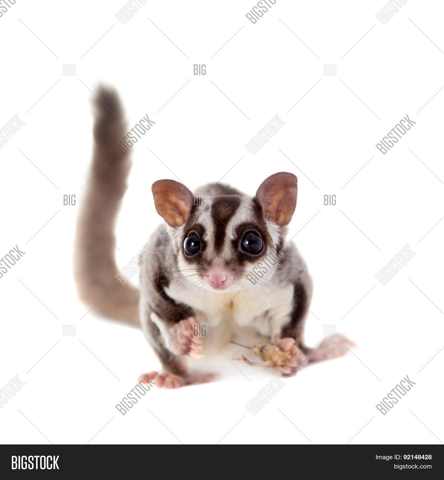 Sugar Glider, Petaurus Image & Photo (Free Trial) | Bigstock