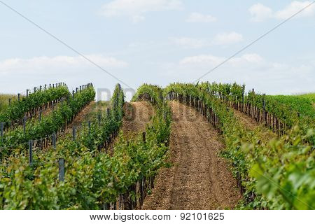 Tokay Grapes Image & Photo (Free Trial) | Bigstock