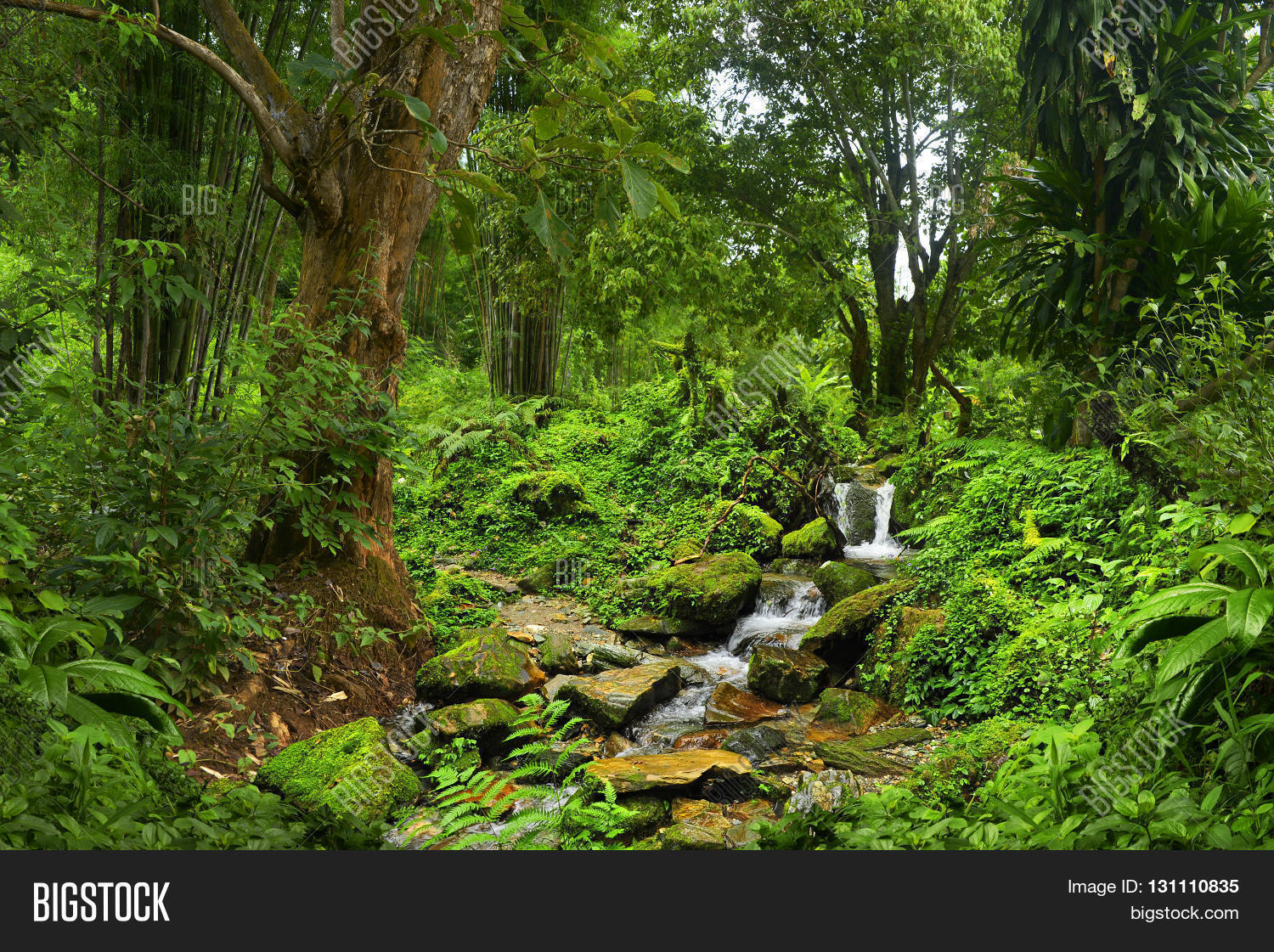Deep Dense Tropical Image & Photo (Free Trial) | Bigstock