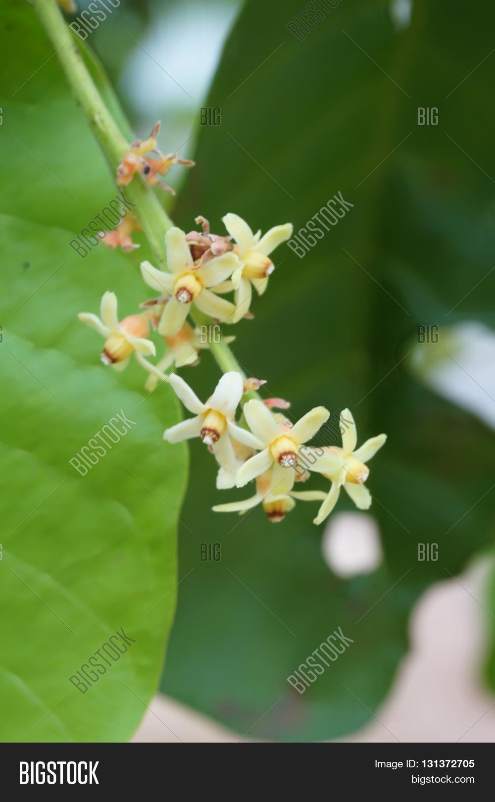 Group Santol Flower Image & Photo (Free Trial) | Bigstock
