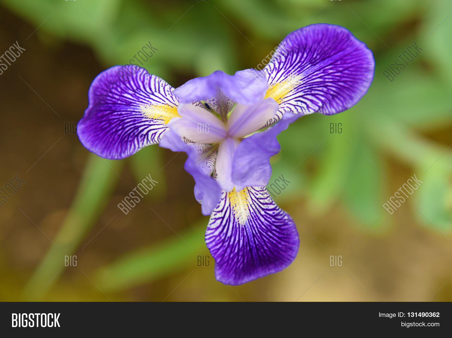 Color Bloom Iris Image & Photo (Free Trial) | Bigstock