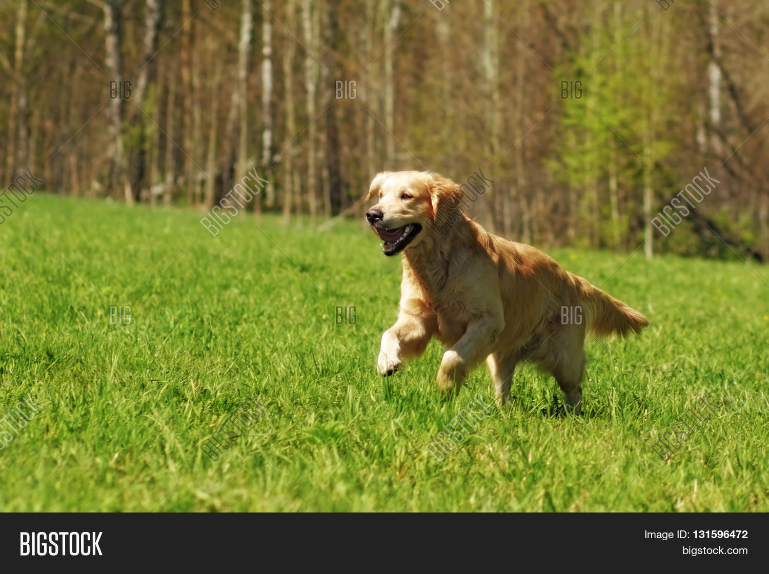 Happy Dog Golden Image & Photo (Free Trial) | Bigstock