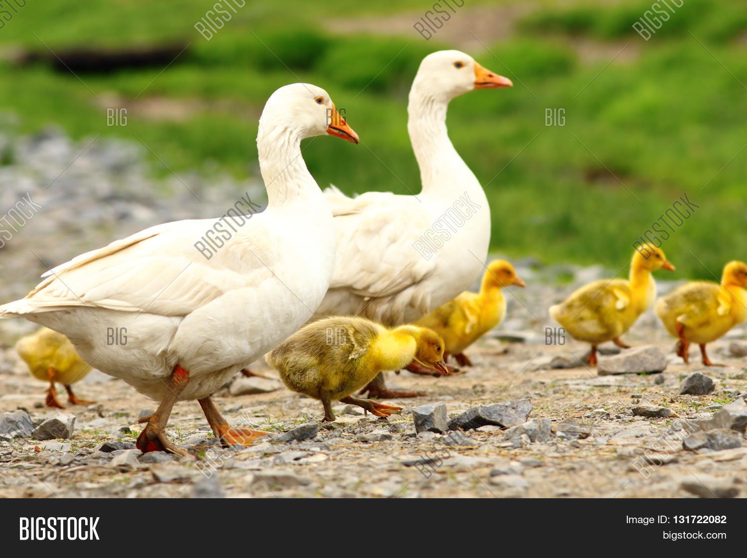Geese Family Walking Image & Photo (Free Trial) | Bigstock