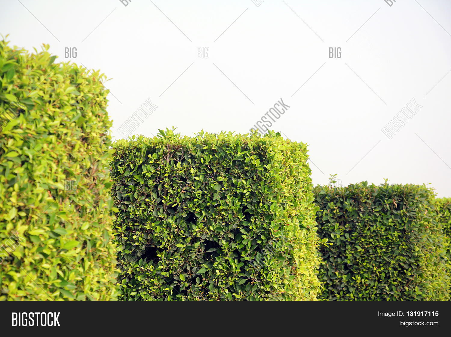 Square Shaped Bushes Image & Photo (Free Trial) | Bigstock