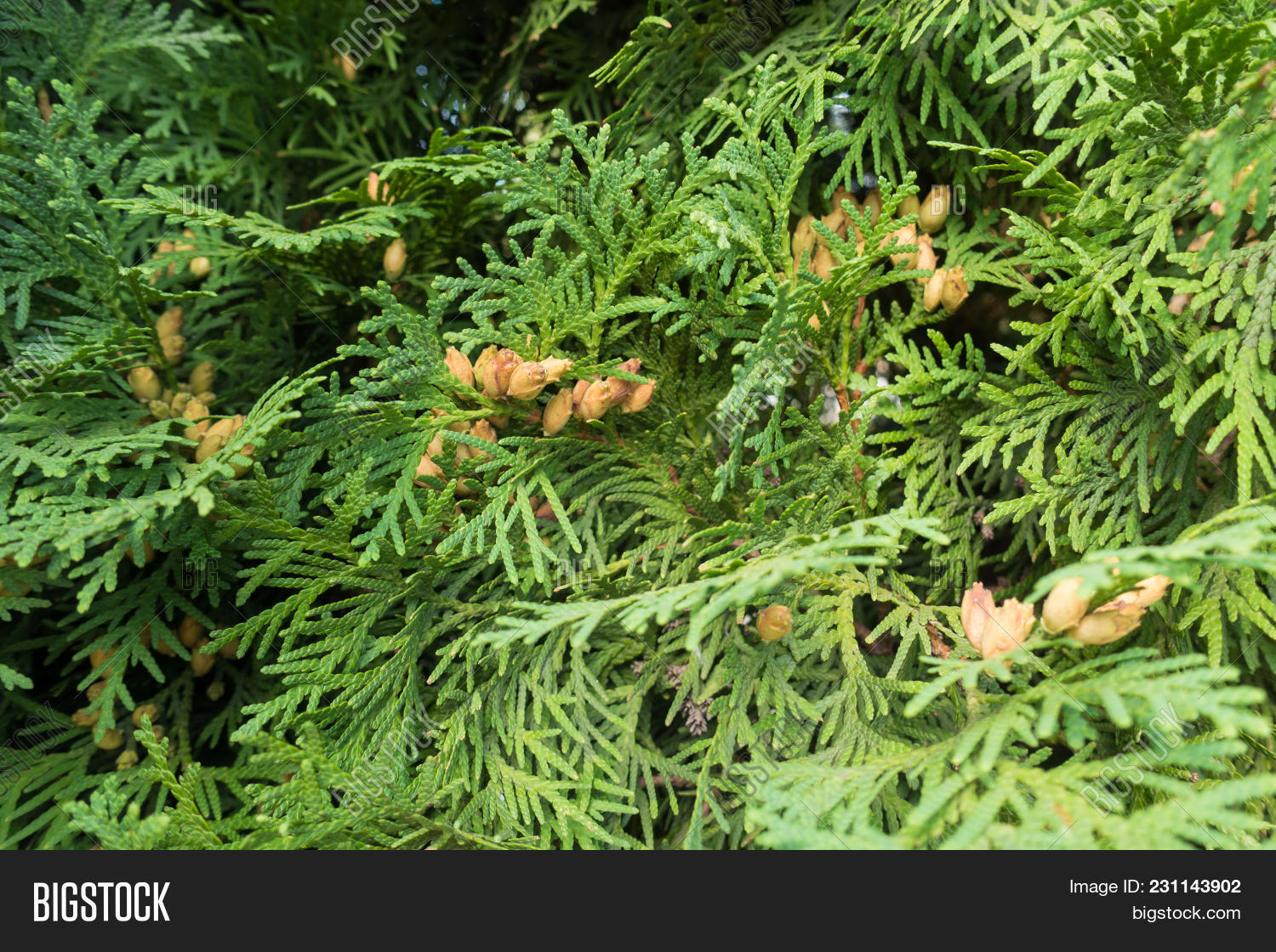 Northern White-cedar Image & Photo (Free Trial) | Bigstock