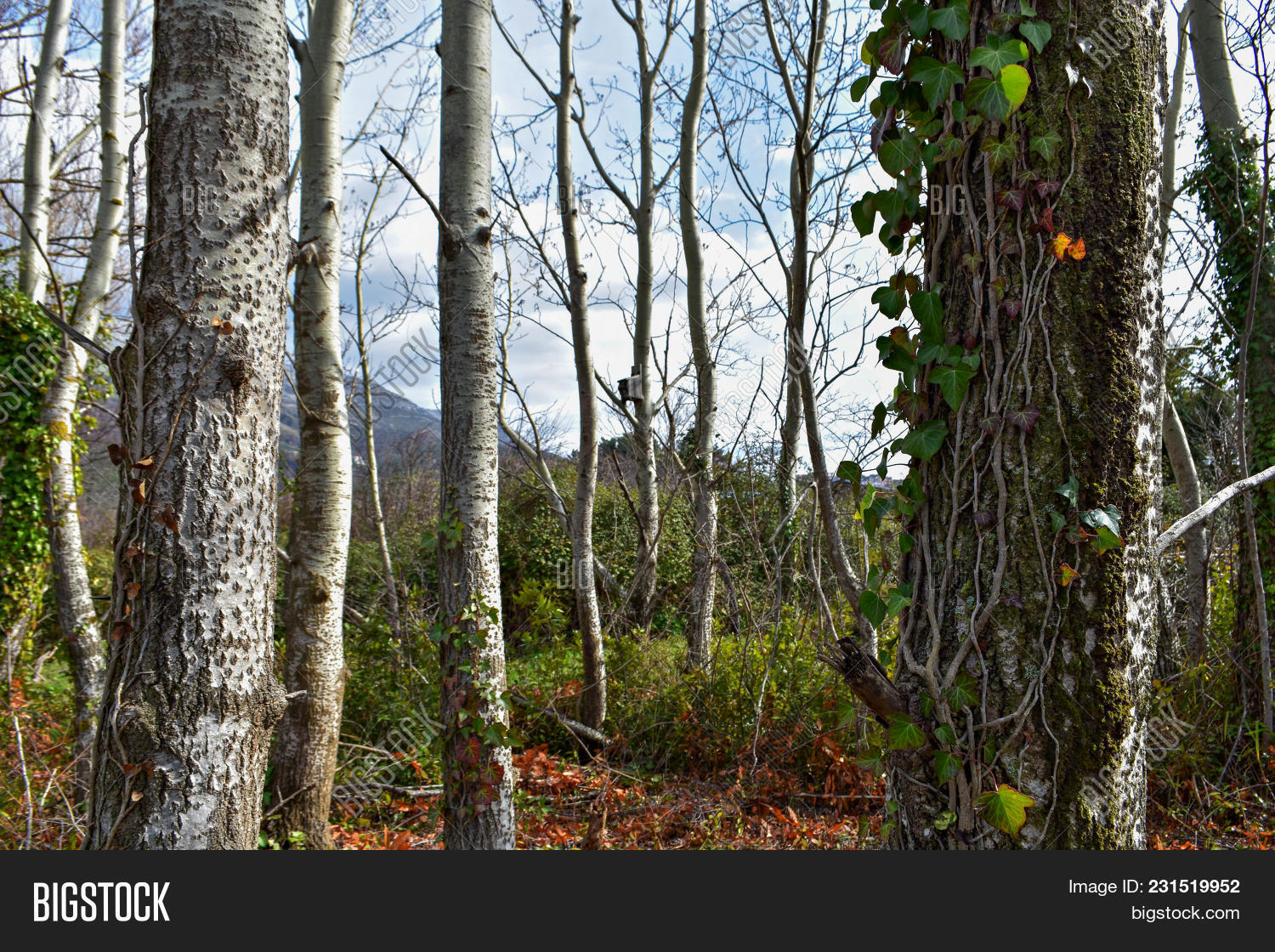 Magnificent Nature, Image & Photo (Free Trial) | Bigstock