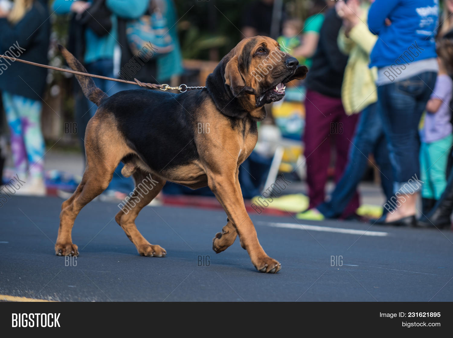 Large Bloodhound Dog Image & Photo (Free Trial) | Bigstock