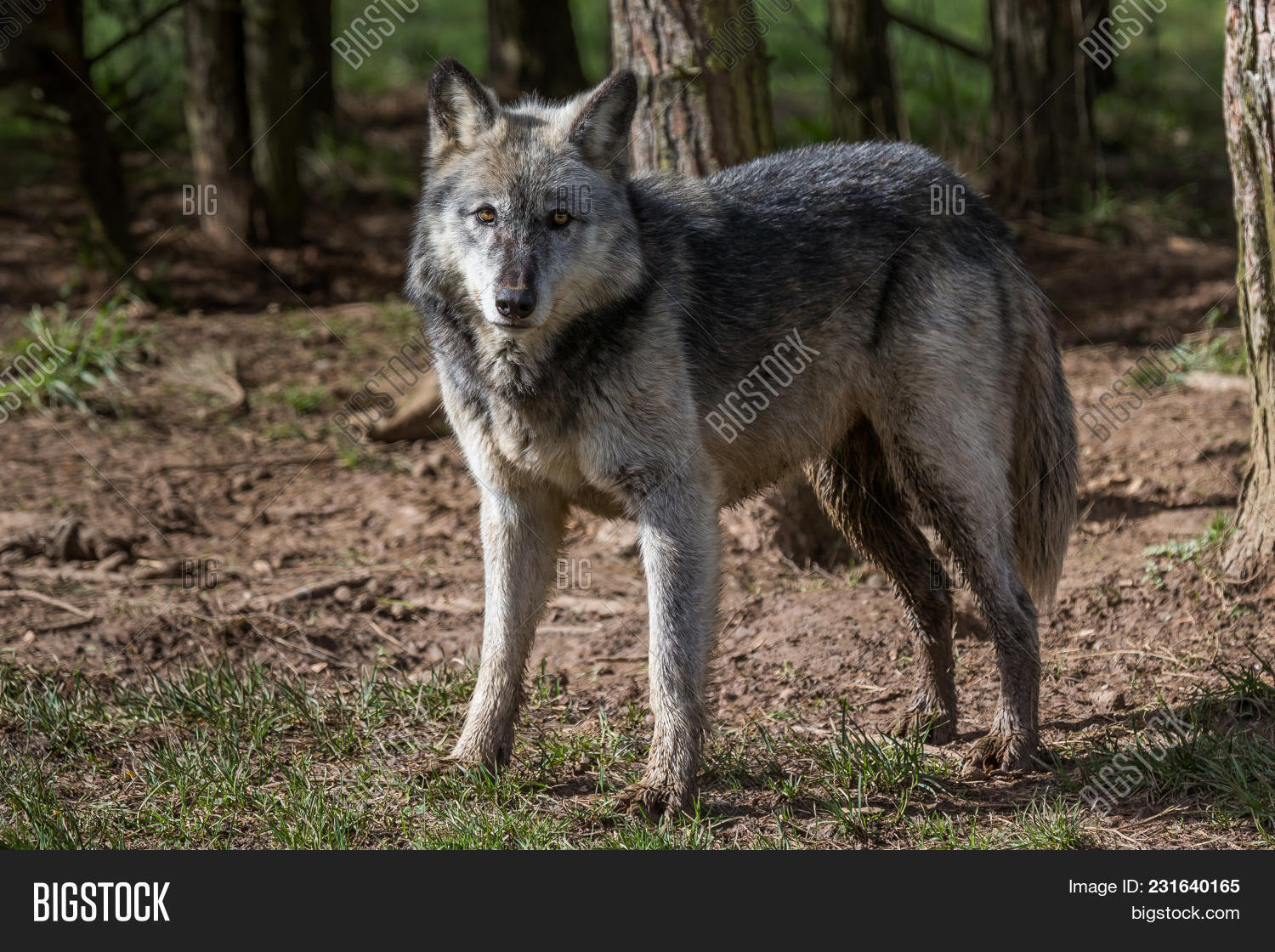 Wolf Pictured Woodland Image & Photo (Free Trial) | Bigstock