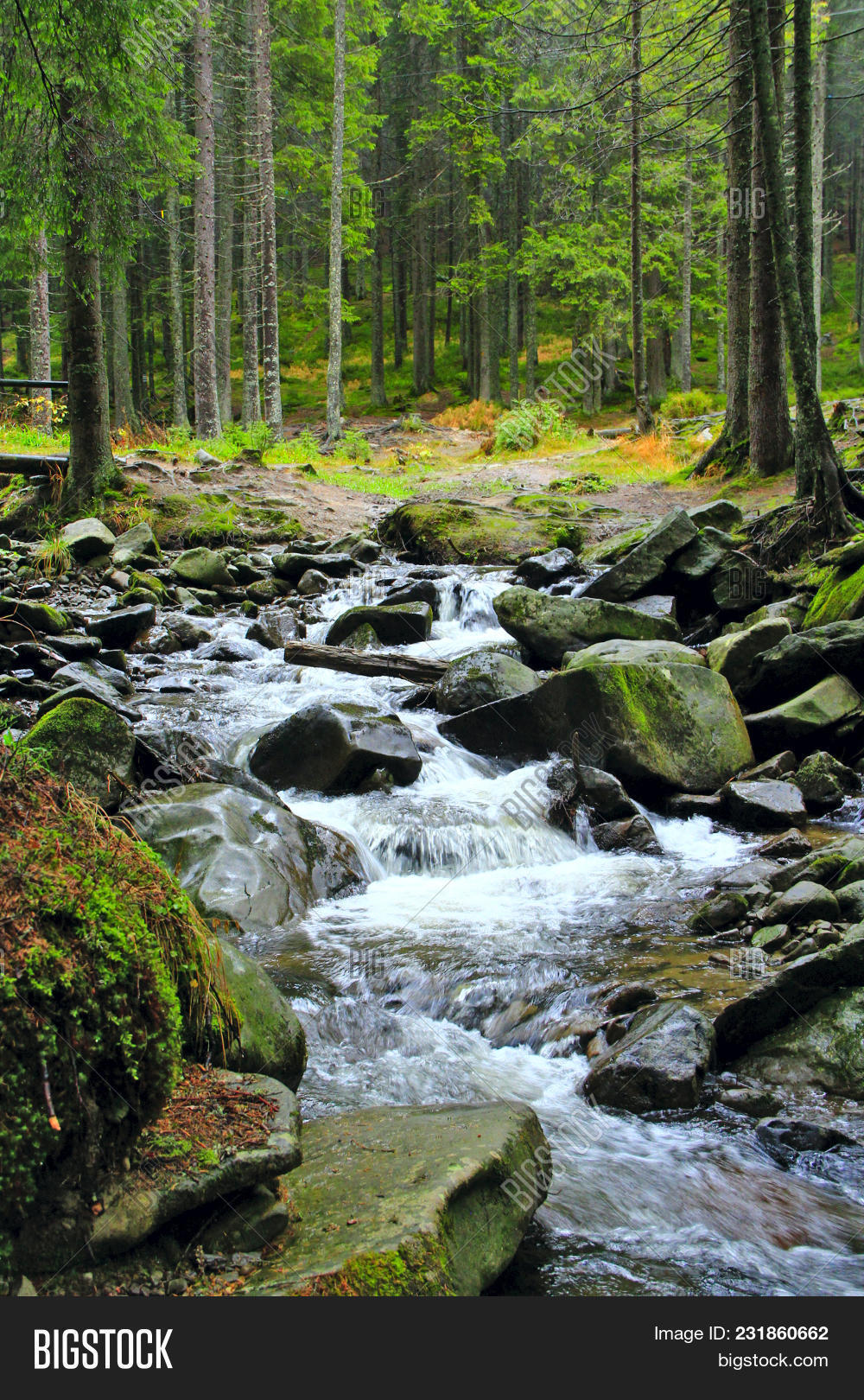 Moss Forest Stream