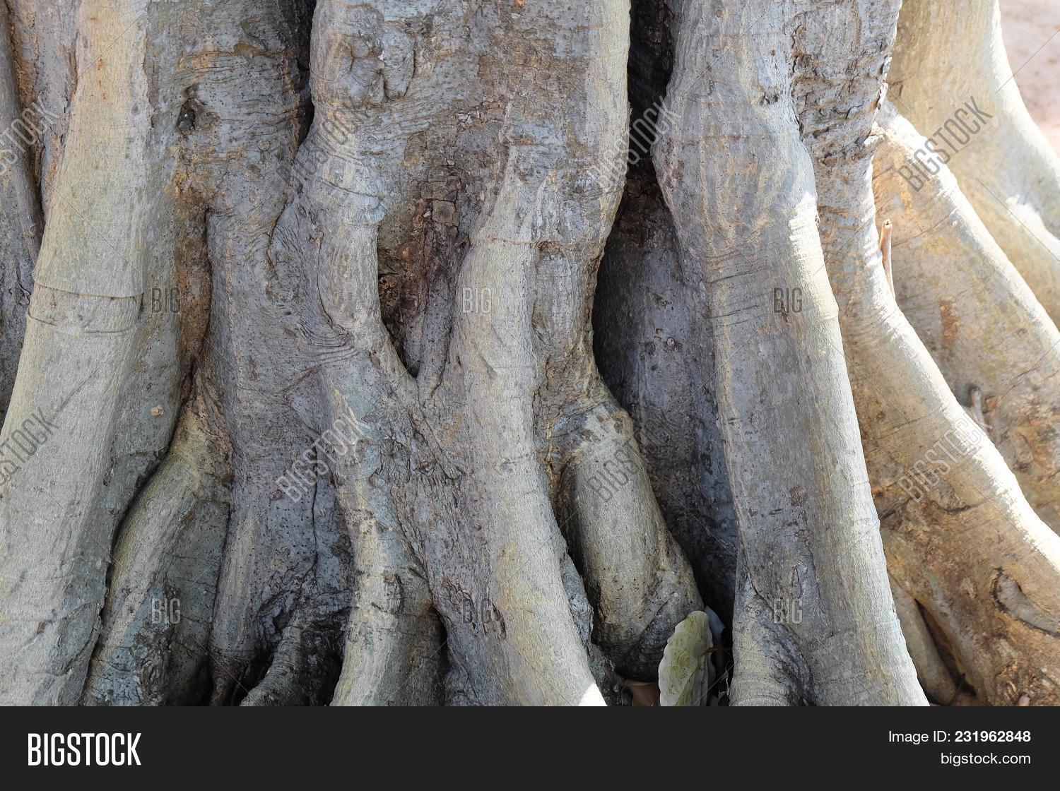 Big Tree Roots System Image & Photo (Free Trial) | Bigstock