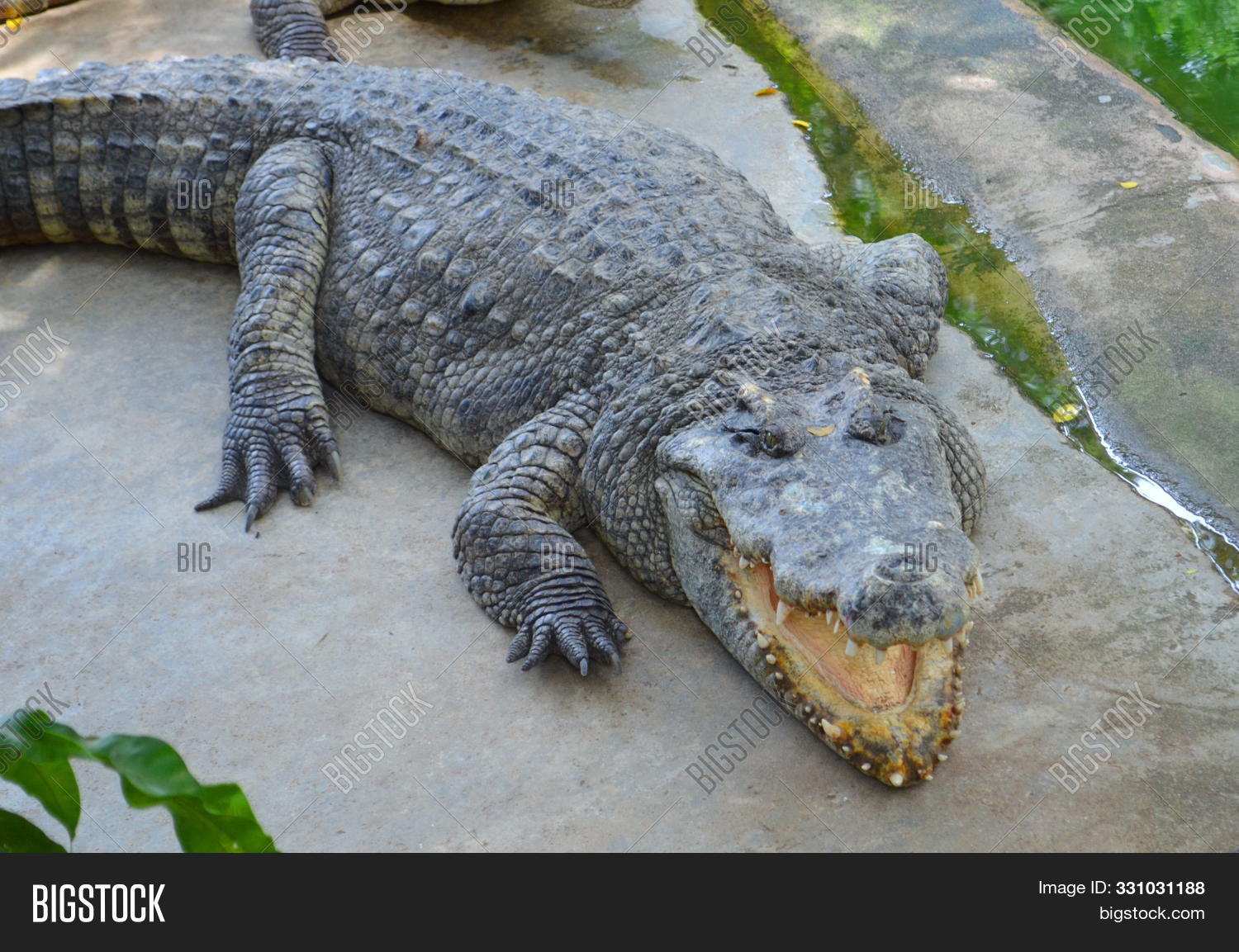 Very Large Crocodile Image & Photo (Free Trial) | Bigstock