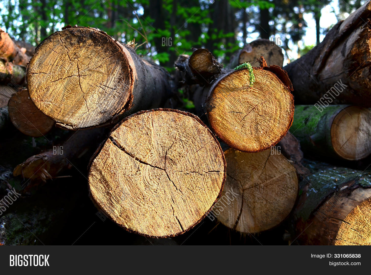 Stack Cut Pine Tree Image & Photo (Free Trial) | Bigstock