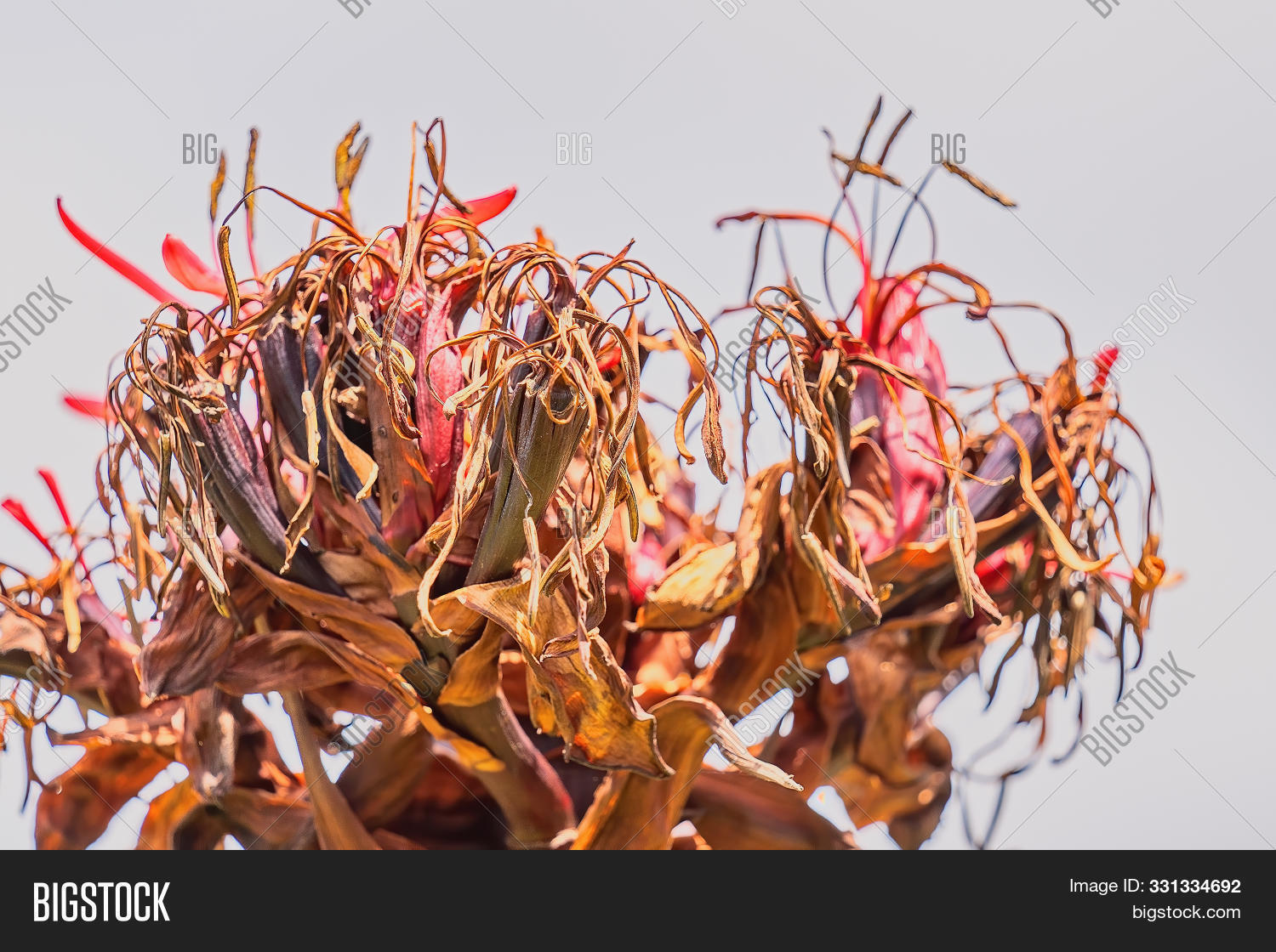 Close Dying Decaying Image & Photo (Free Trial) | Bigstock