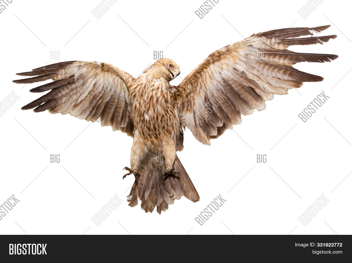 Eagle Flies Having Image & Photo (Free Trial) | Bigstock
