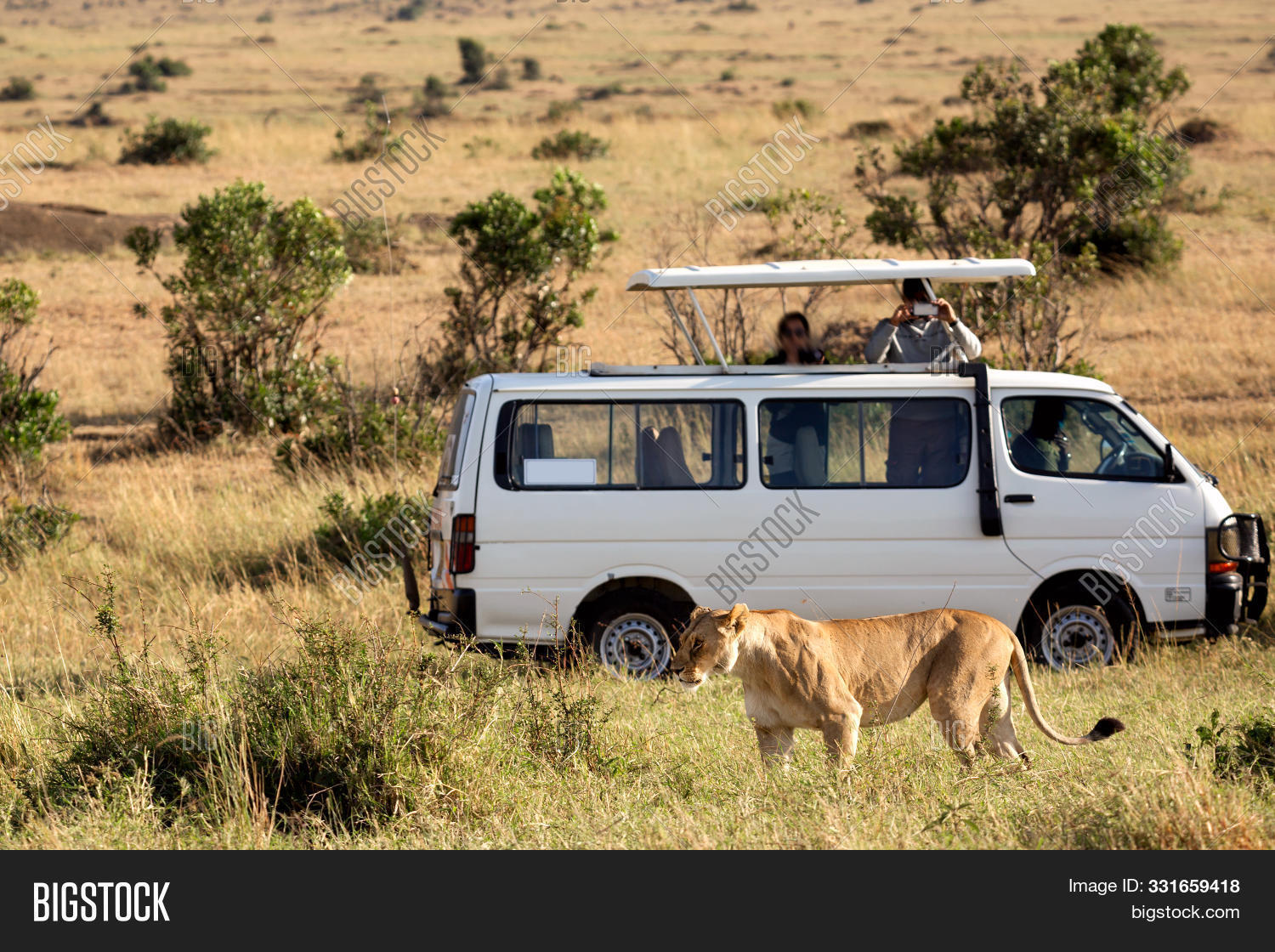 Lioness Safari Car Image & Photo (Free Trial) | Bigstock