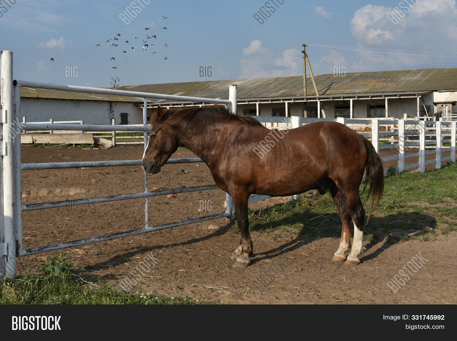 Horse Farm 이미지 및 사진(무료 체험) | Bigstock