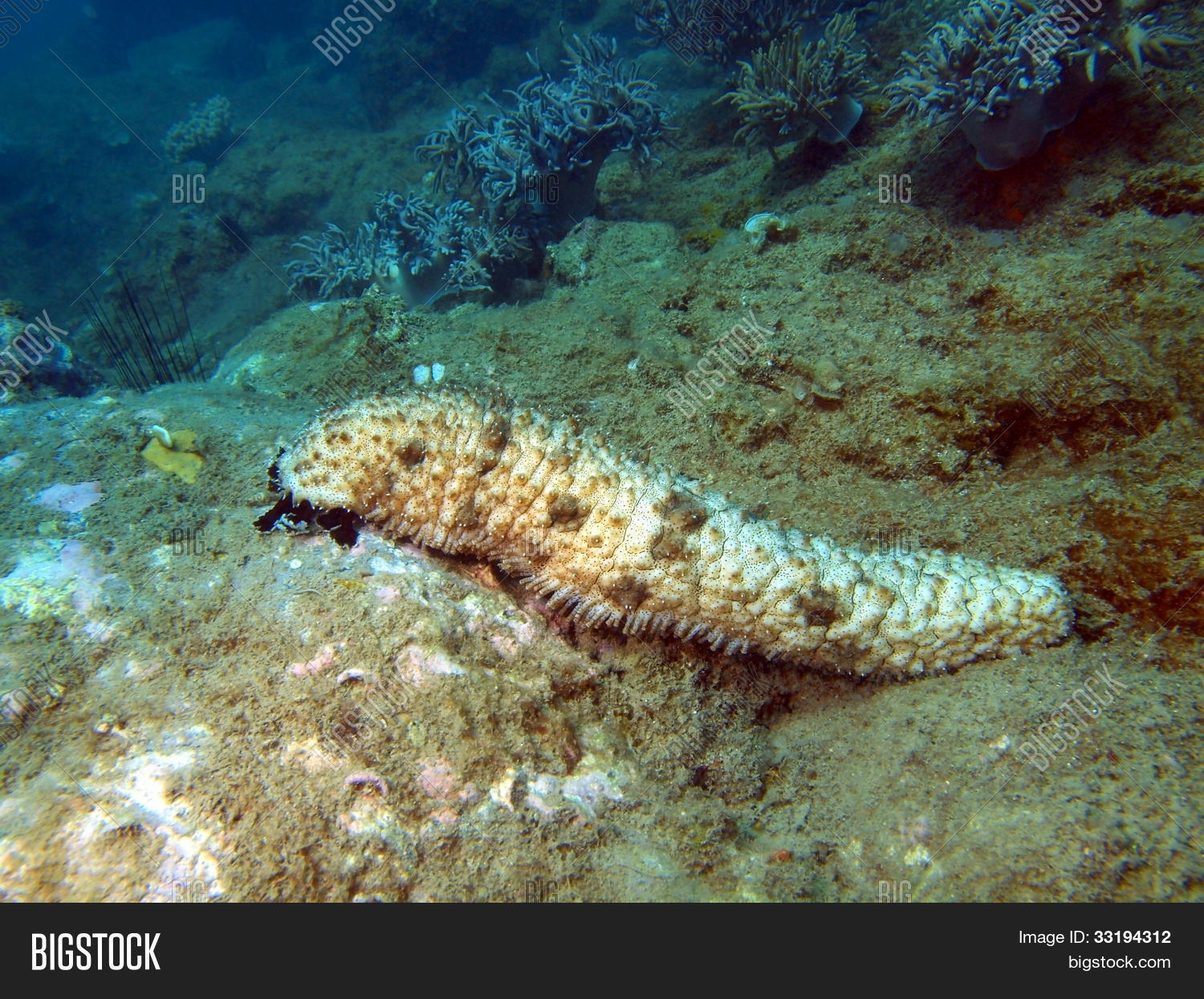 Trepang Sea-slug, Image & Photo (Free Trial) | Bigstock