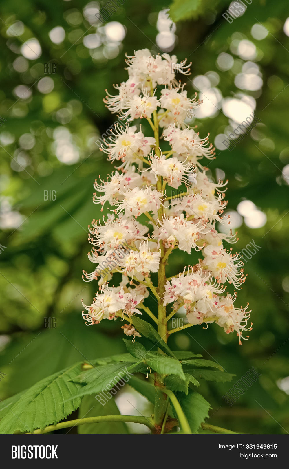 Chestnut Tree Blossom Image & Photo (Free Trial) | Bigstock