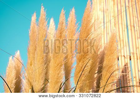Pampas Grass Plumes. Image & Photo (Free Trial) | Bigstock