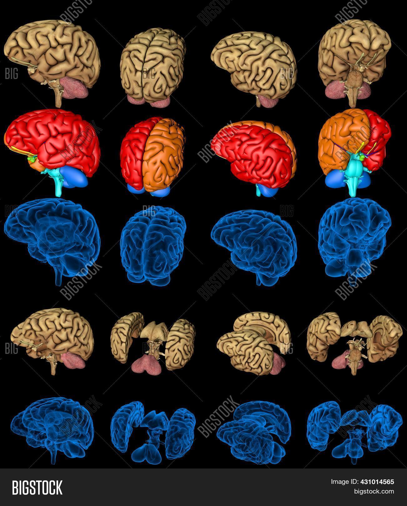 Set Isolated Brain Image & Photo (Free Trial) | Bigstock