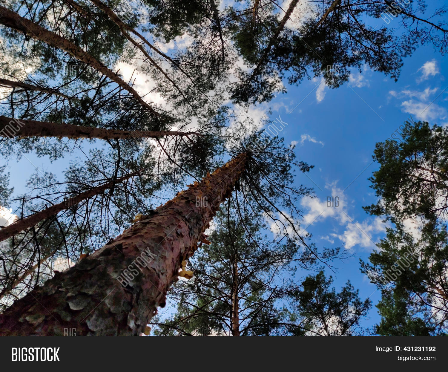 Pine Tree Trunks Pine Image & Photo (Free Trial) | Bigstock