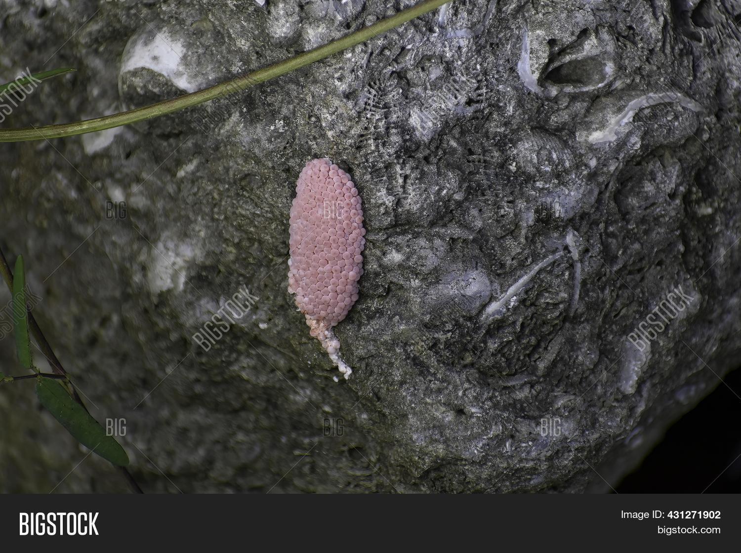Cluster Pink Snail Image & Photo (Free Trial) | Bigstock