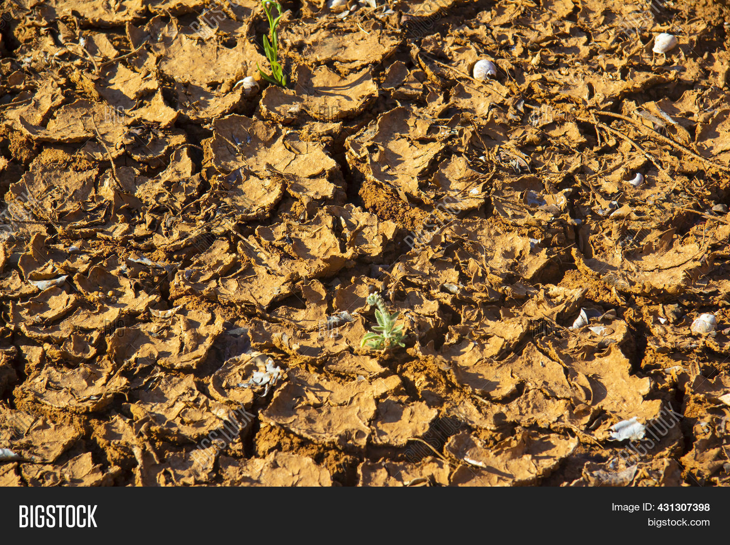 Dry Soil Texture. Land Image & Photo (Free Trial) | Bigstock
