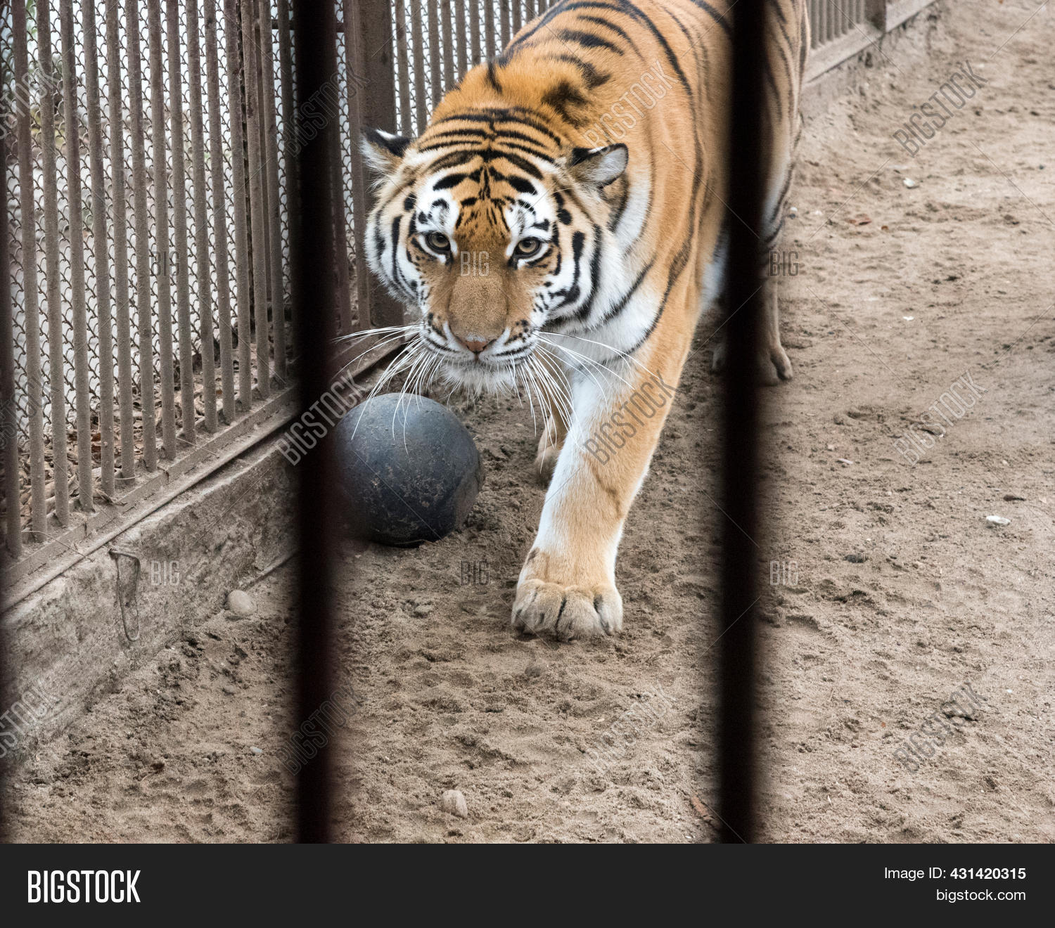 Unhappy Tiger Locked Image & Photo (Free Trial) | Bigstock