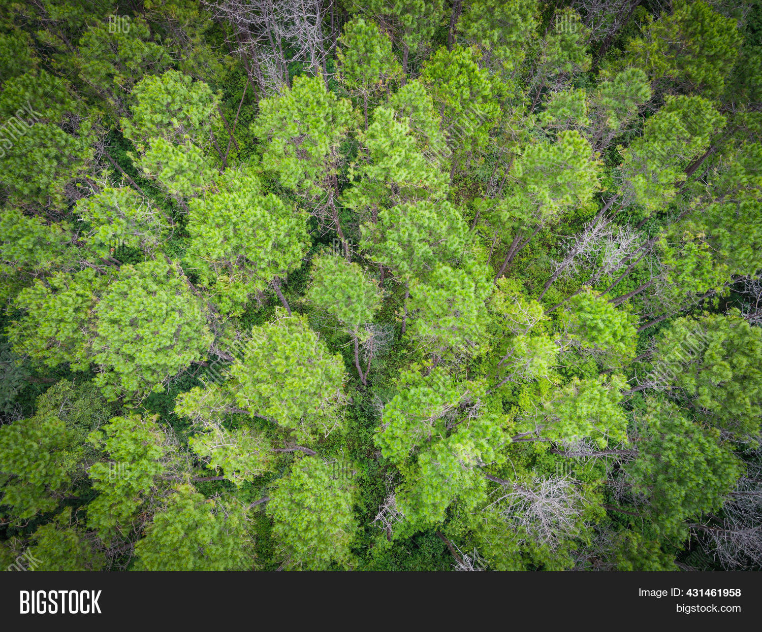 Aerial View Forest Image & Photo (Free Trial) | Bigstock