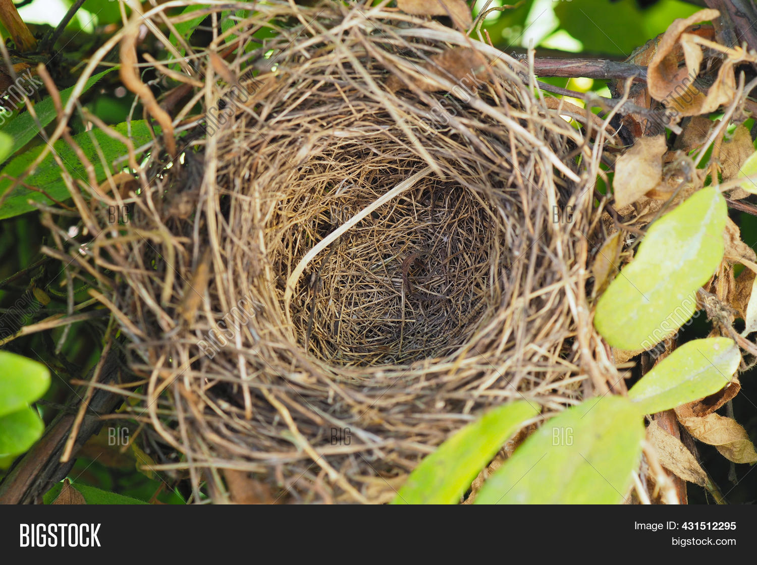 Empty Bird Nest Crown Image & Photo (Free Trial) | Bigstock